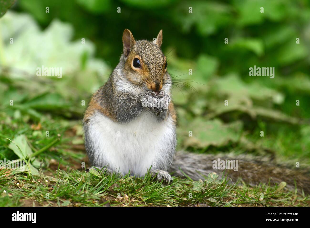 Bushy tail of squirrel hi-res stock photography and images - Alamy