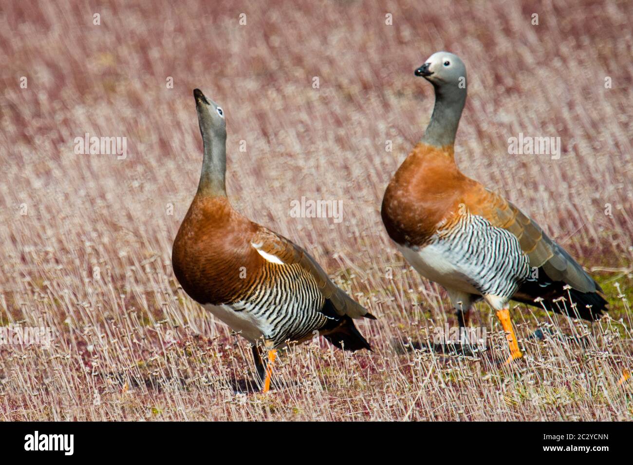 Portrait of two ashy-headed geese (Chloephaga poliocephala) standing on ...