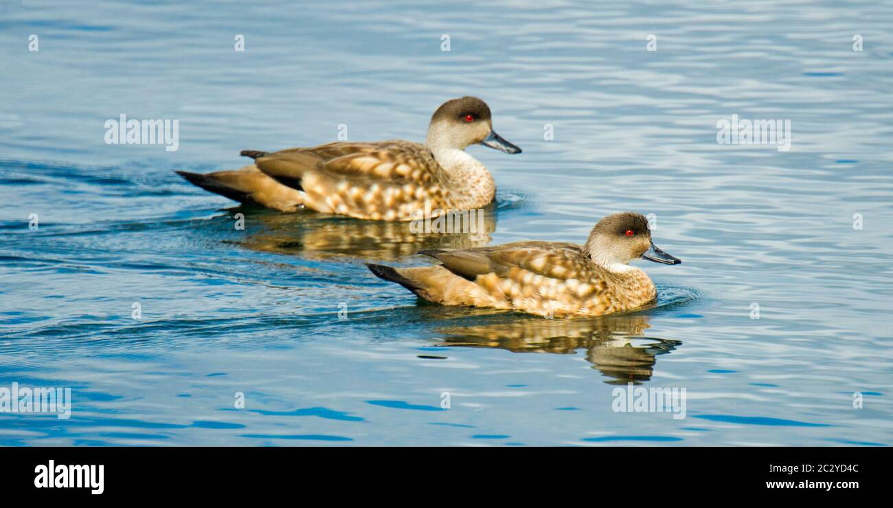 Two Patagonian crested ducks (Lophonetta specularioides specularioides ...