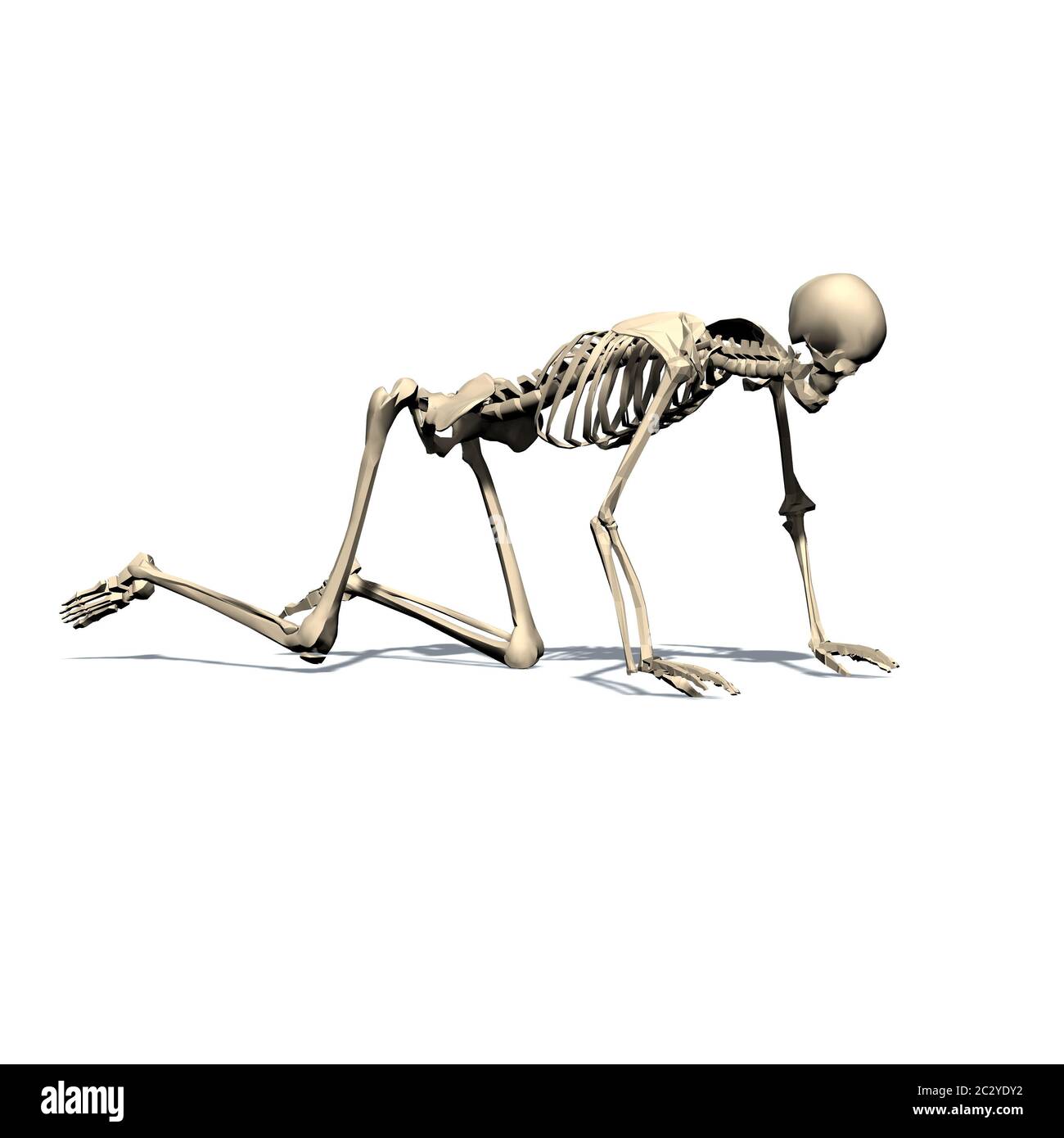 Skeleton biology Cut Out Stock Images & Pictures - Alamy