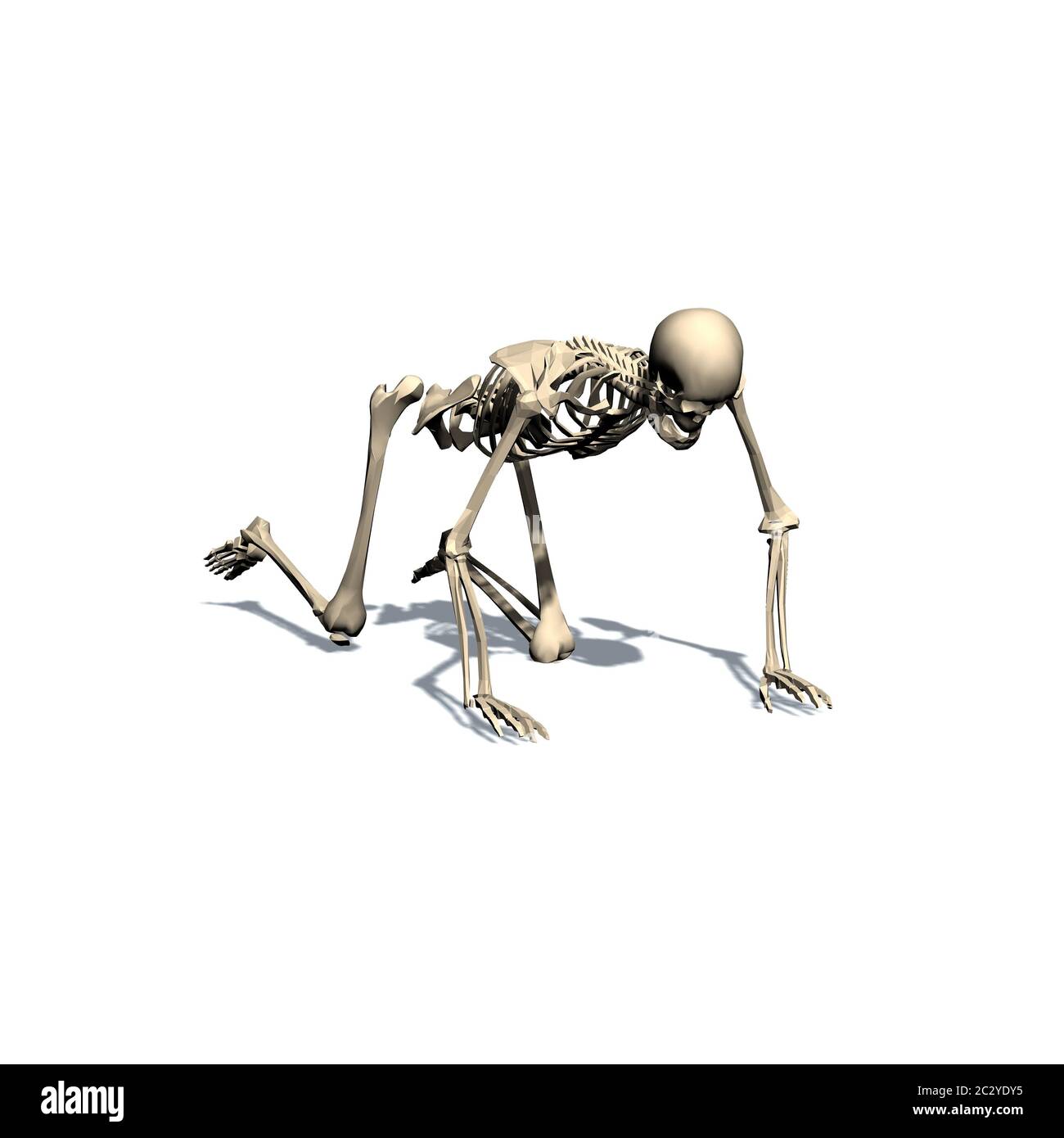 Skeleton biology Cut Out Stock Images & Pictures - Alamy