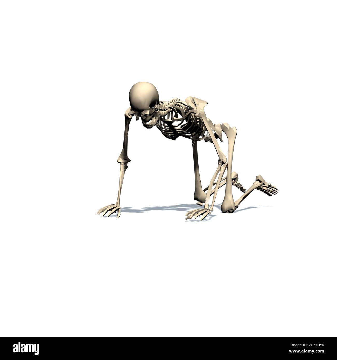 Skeleton biology hi-res stock photography and images - Alamy