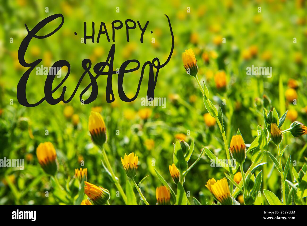 English Calligraphy Happy Easter. Beautiful Scenery Of Daisy Flower ...