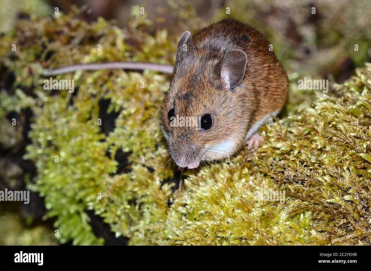 wood mouse apodemus sylvaticus Stock Photo - Alamy