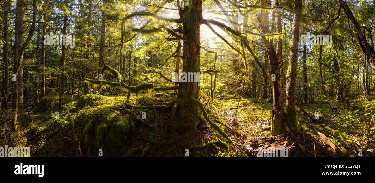 Canadian Nature in Forest Stock Photo - Alamy