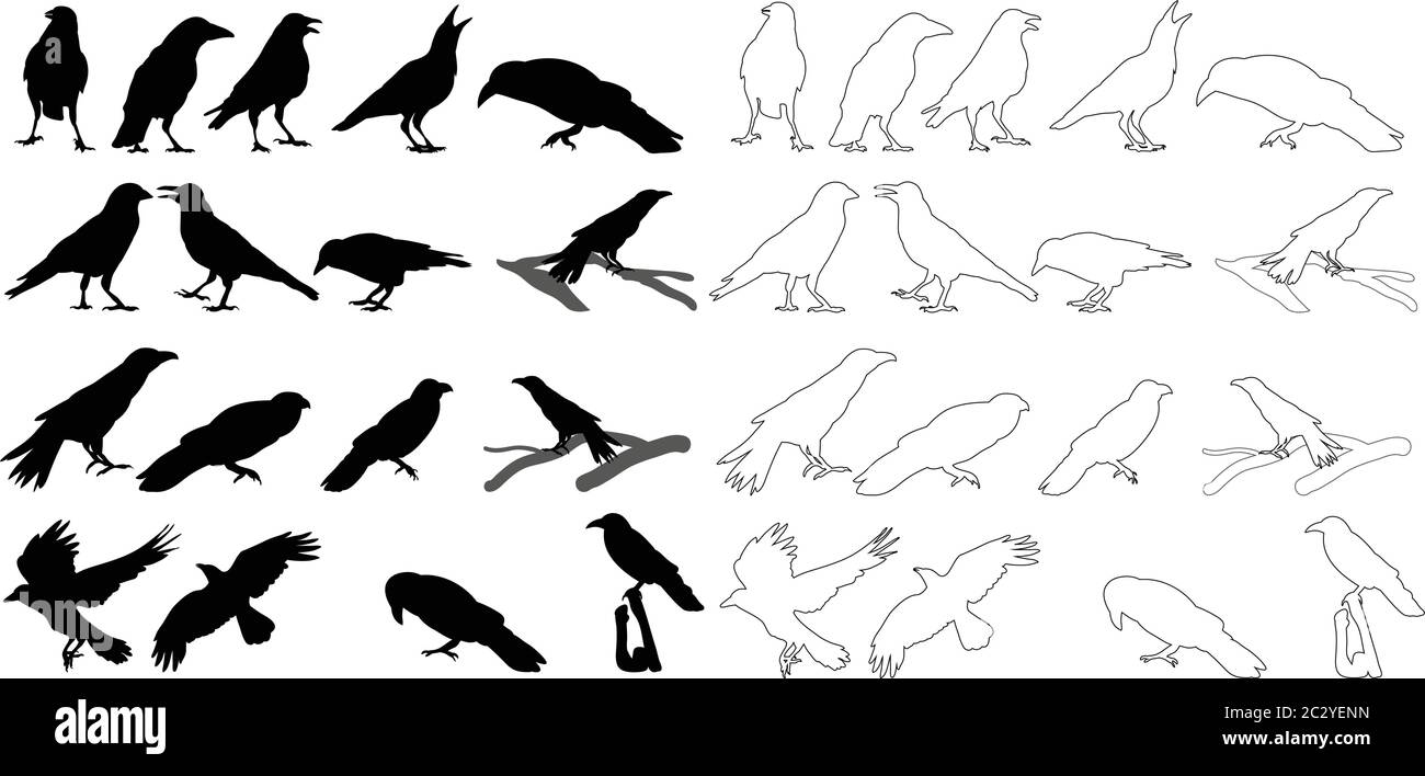 vector silhouette of crows set Stock Vector Image & Art - Alamy