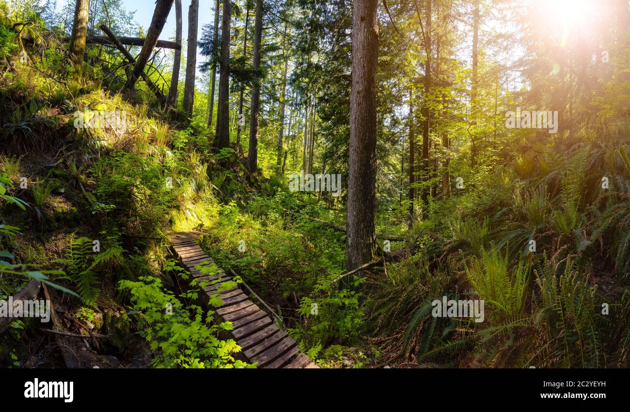 Canadian Nature in Forest Stock Photo - Alamy
