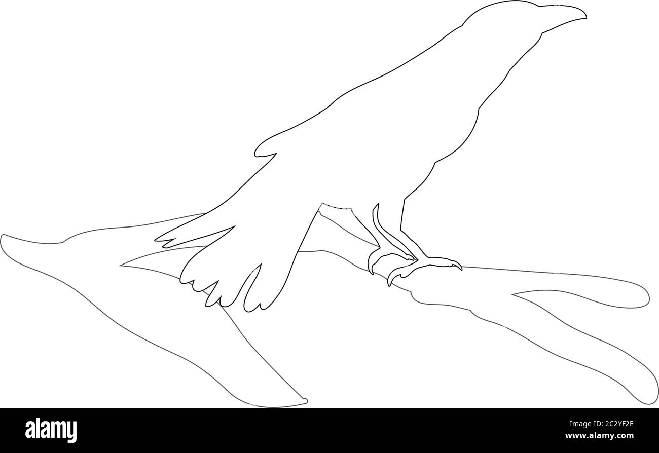 vector, silhouette ravens sketch, outlines Stock Vector Image & Art - Alamy