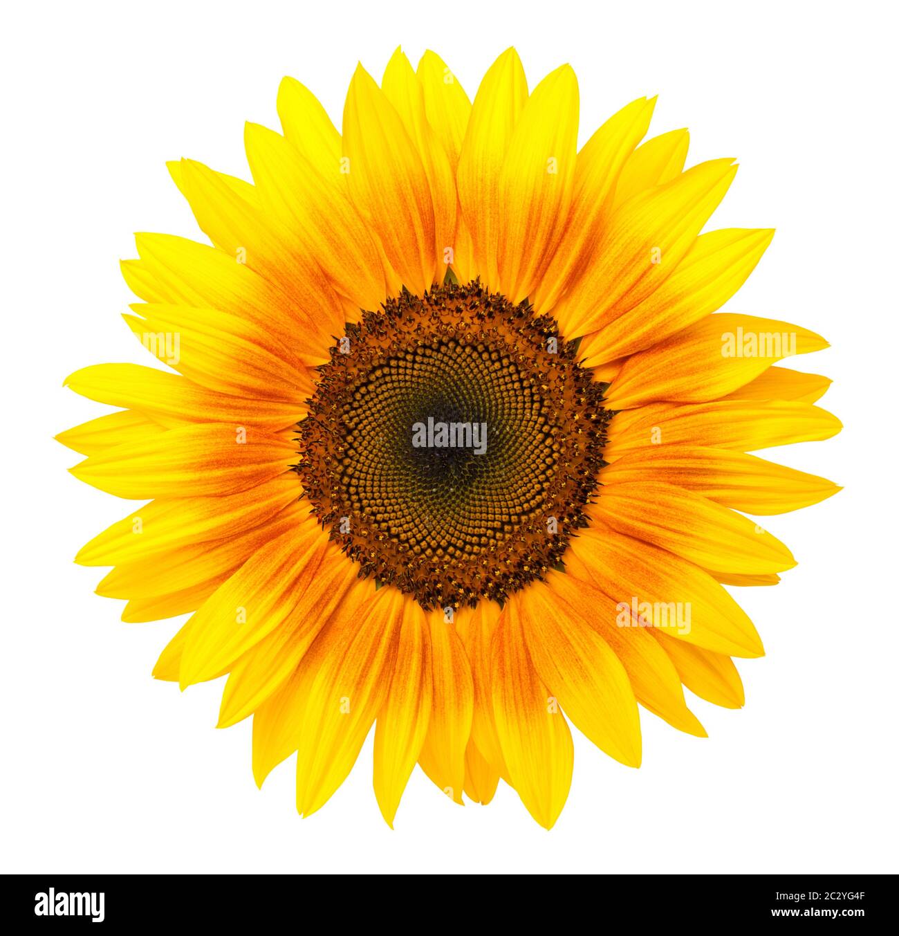 Sunflower isolated on white background, without shadow Stock Photo - Alamy