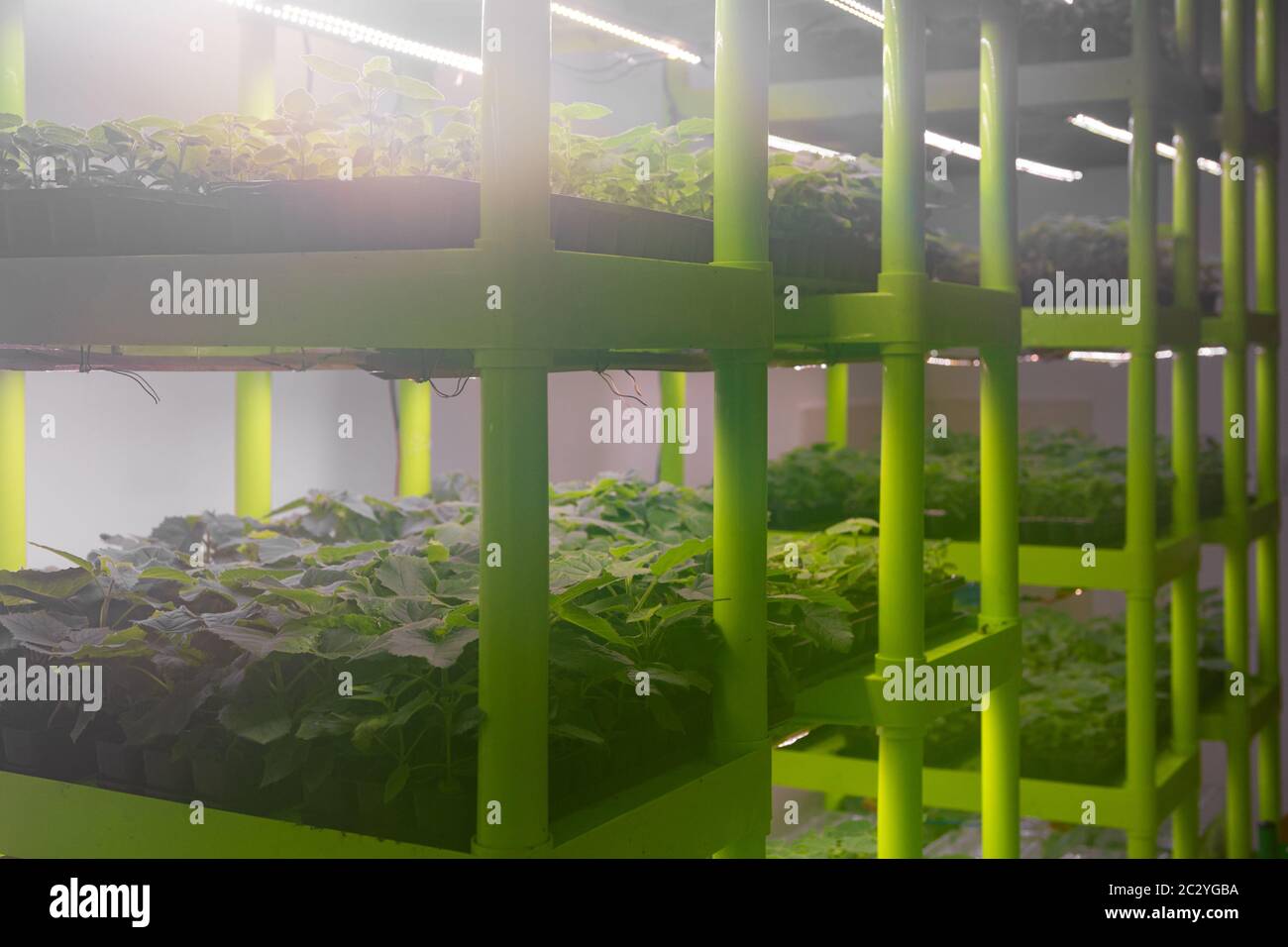 Artificial lighting stands with small paulownia seedlings. Sterile ...