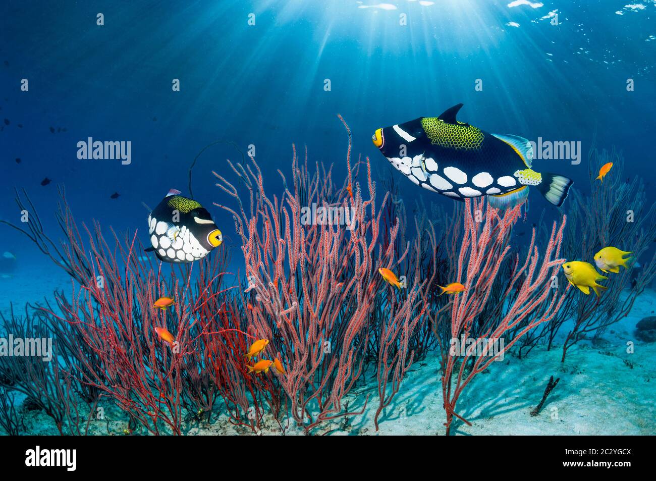 Over under water coral reef clown fish hi-res stock photography and ...