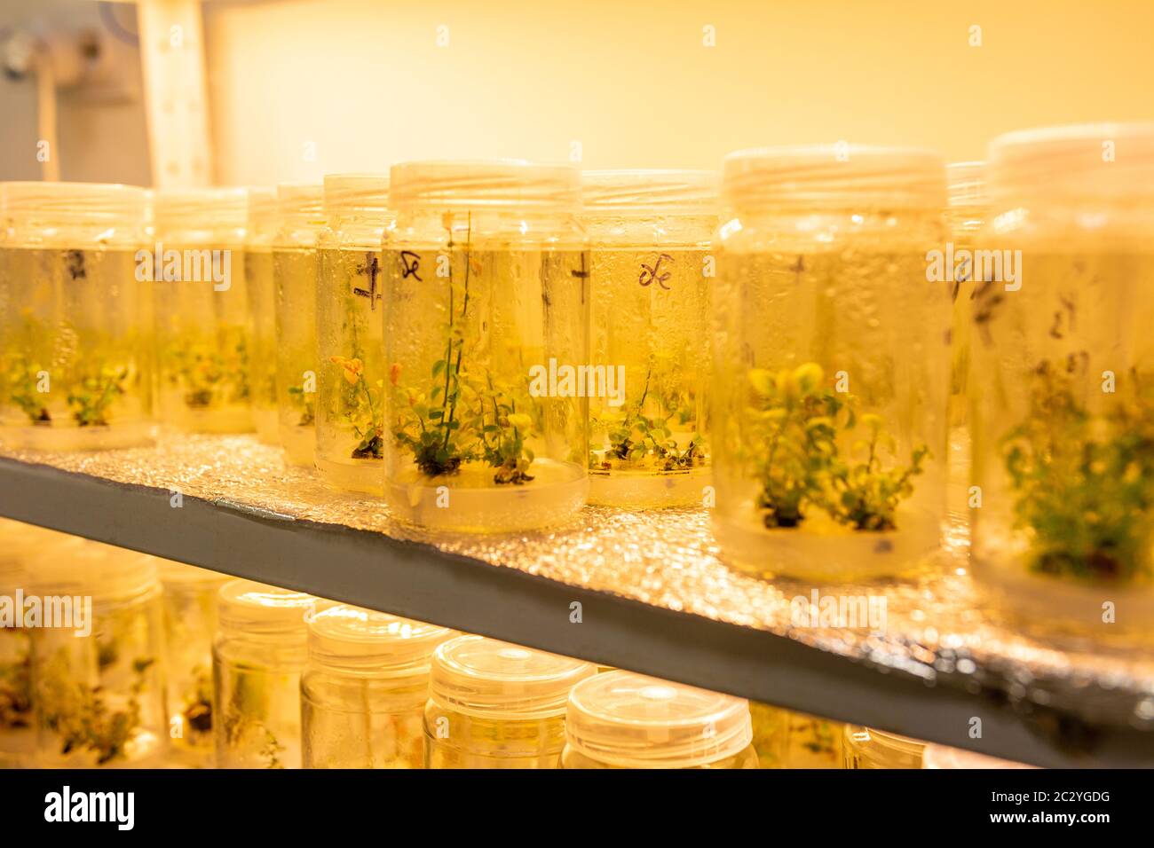 Growing blueberry plants in sterile conditions by in vitro technology ...