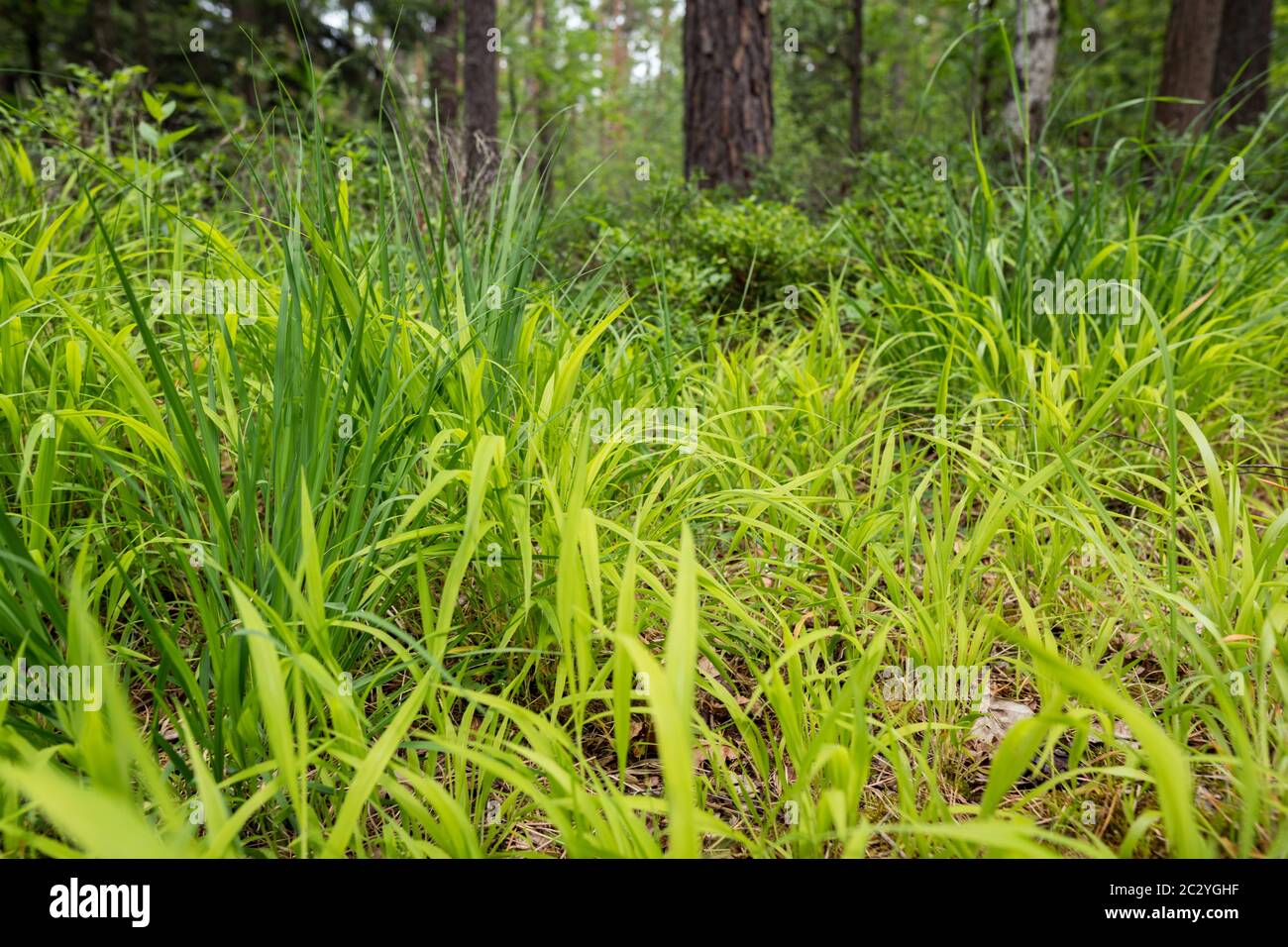 Grass in forest hi-res stock photography and images - Alamy
