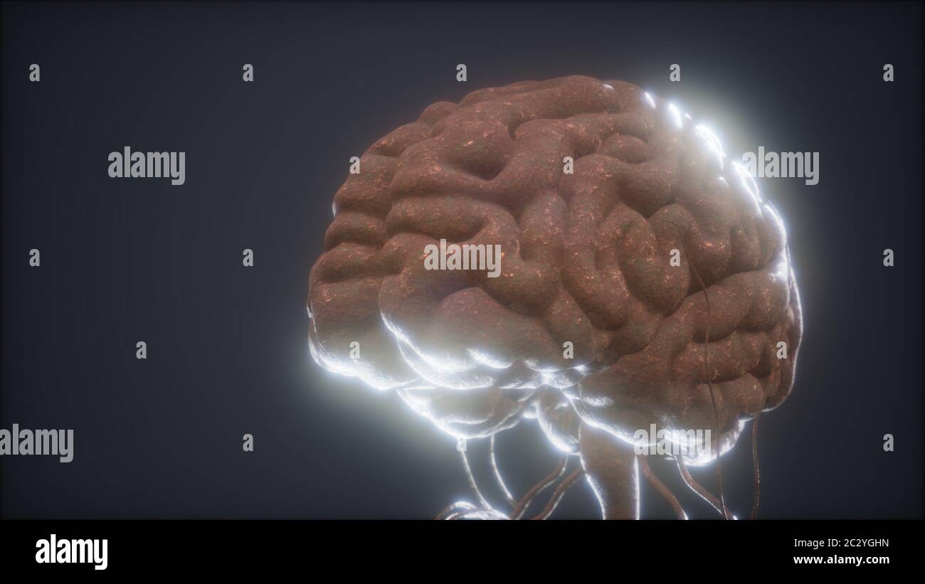 animated model of human brain Stock Photo - Alamy