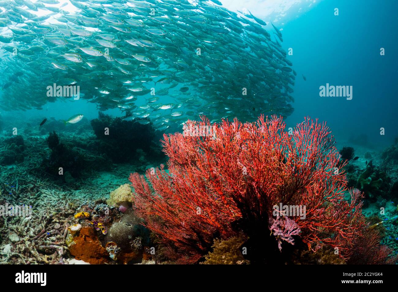 Bigeye scad (Selar crunenophthalmus) school over coral reef. Misool ...
