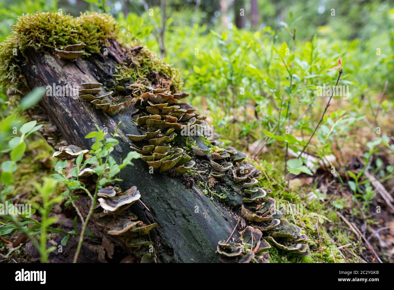Vegetated environment hi-res stock photography and images - Alamy