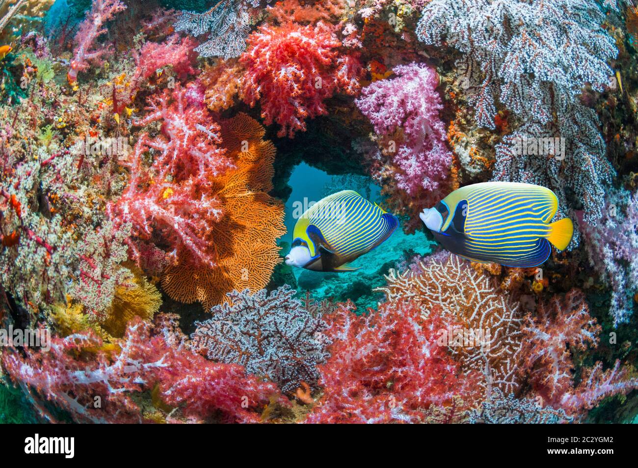 Andaman underwater angel fish hi-res stock photography and images - Alamy