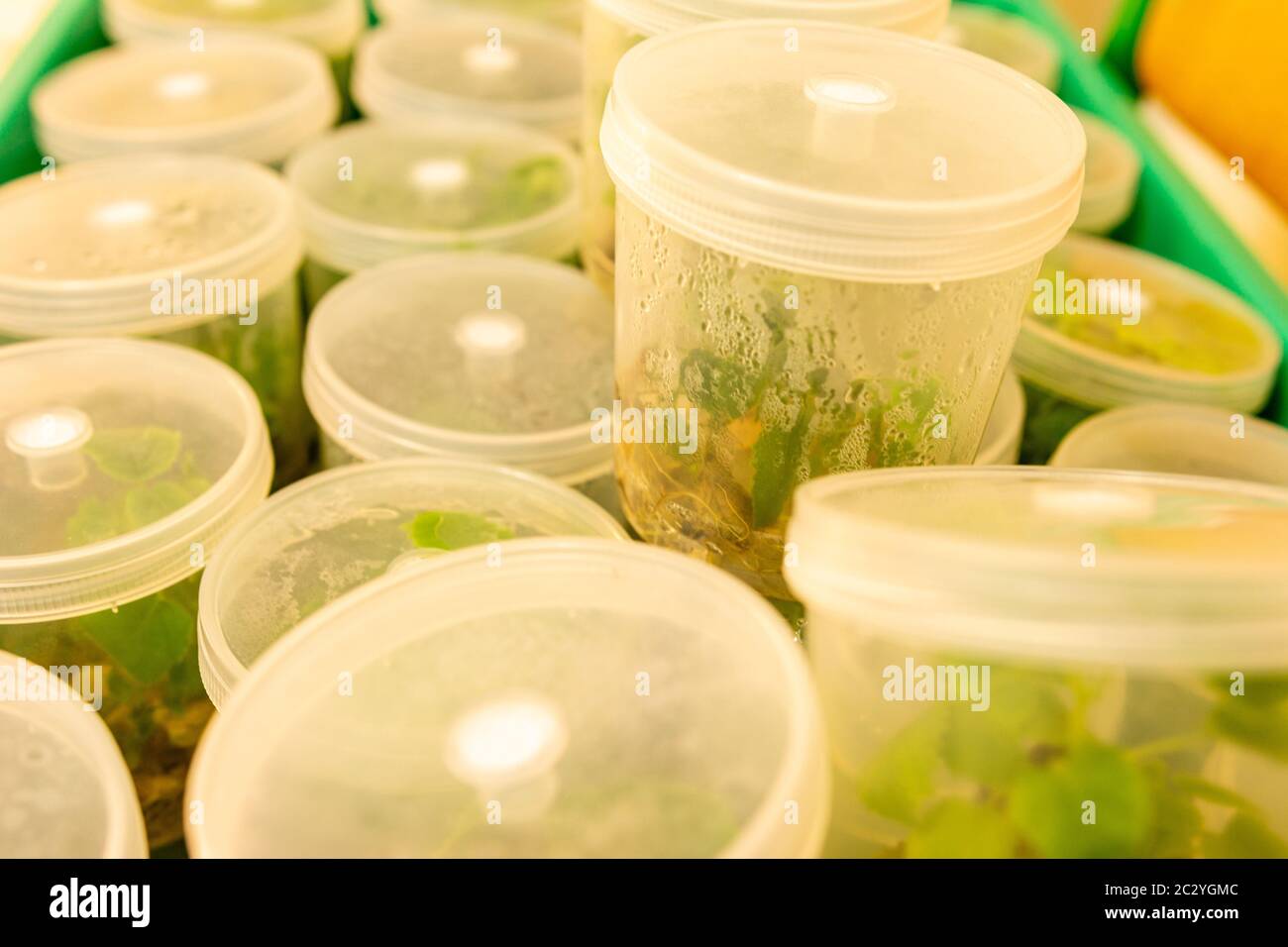 Growing blueberry plants in sterile conditions by in vitro technology ...