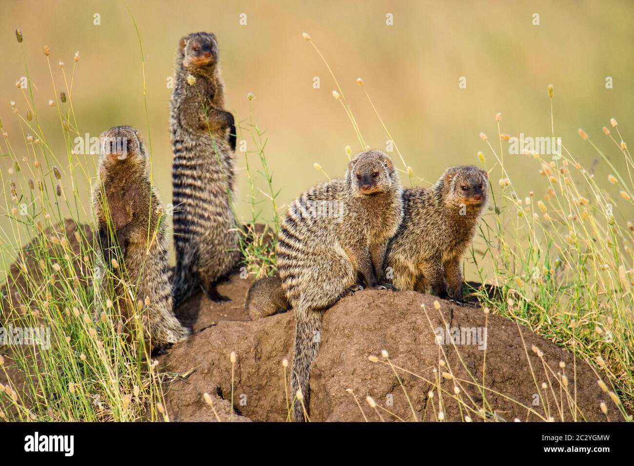 Banded mongooses (Mungos mungo) on rock, Serengeti, Tanzania, Africa ...