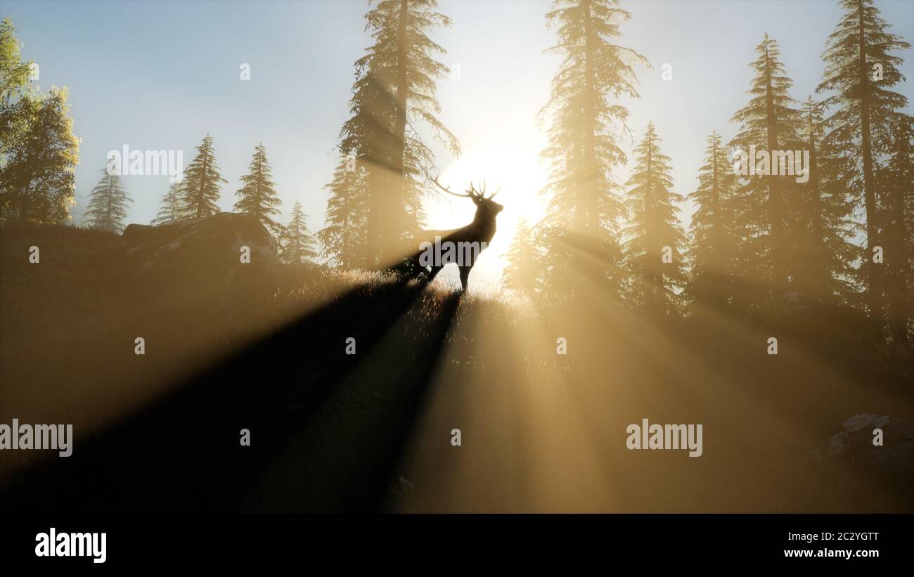 Red deer stag bugling hi-res stock photography and images - Alamy