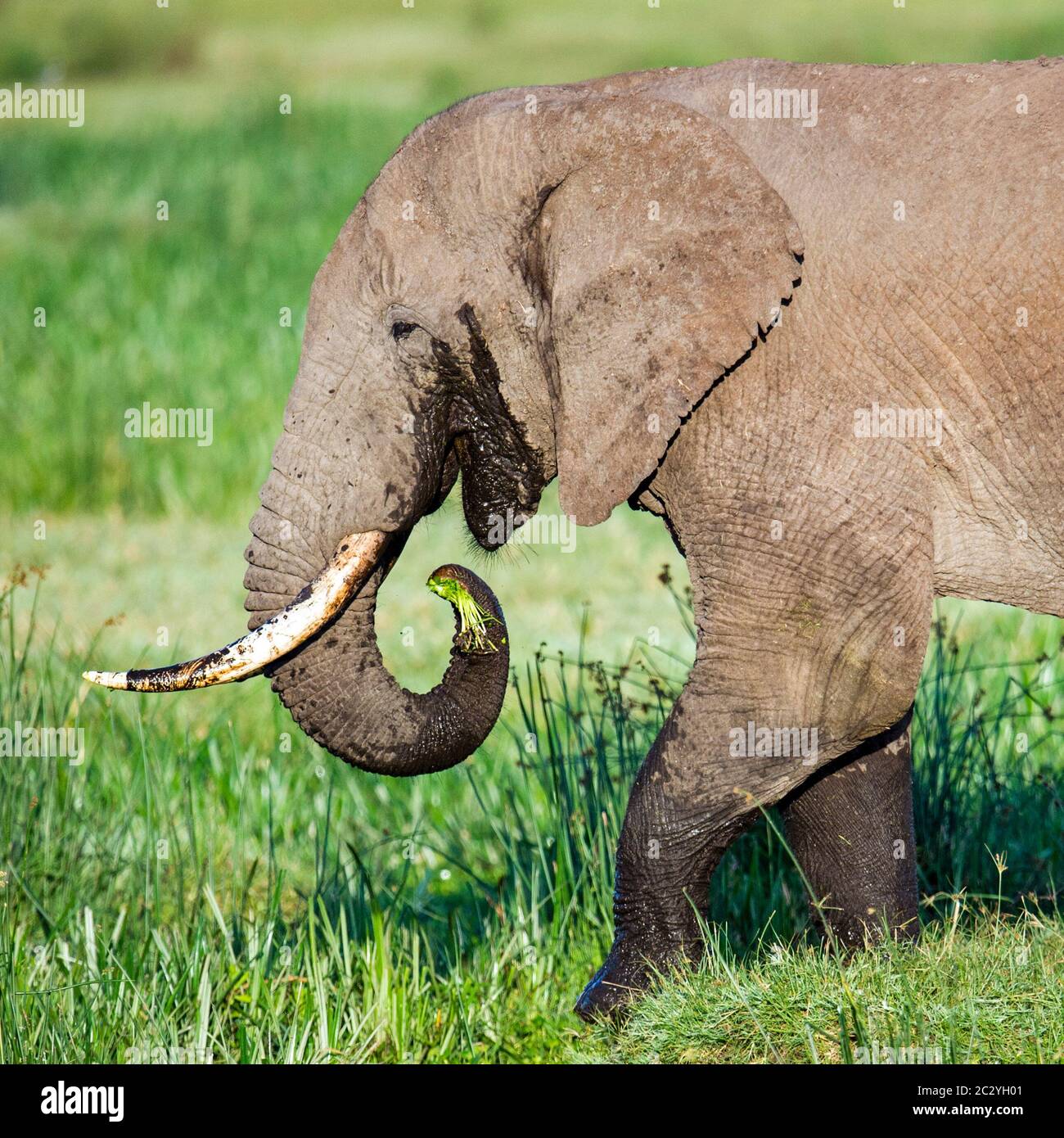 African elephant side view hi-res stock photography and images - Alamy