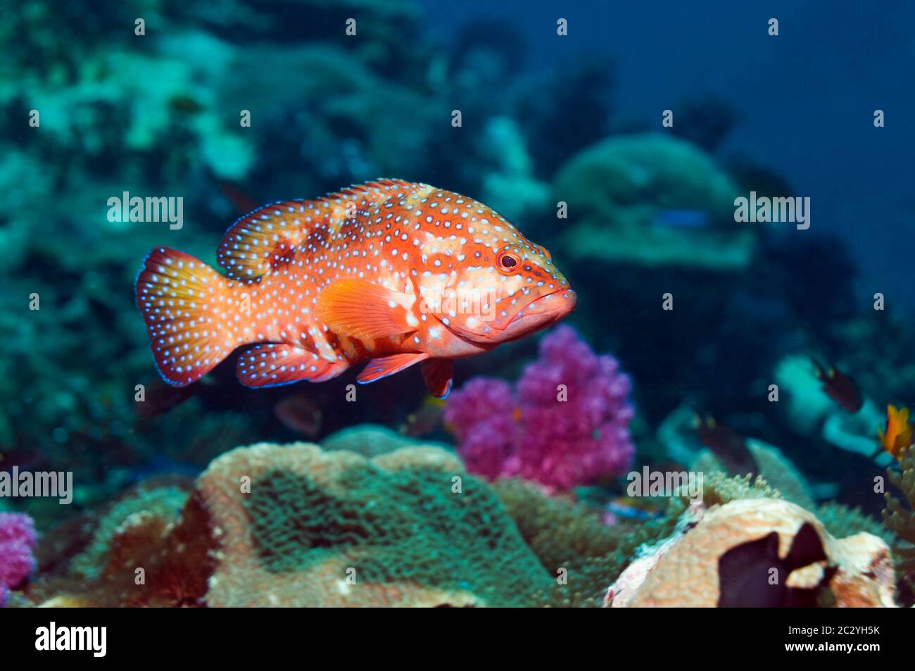 Coral hind (Cephalopholis miniata) on coral reef. Andaman Sea, Thailand ...