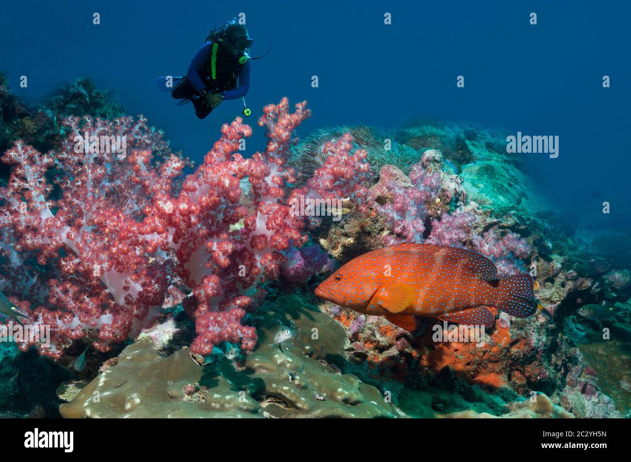 Blue Spot Grouper High Resolution Stock Photography and Images - Alamy