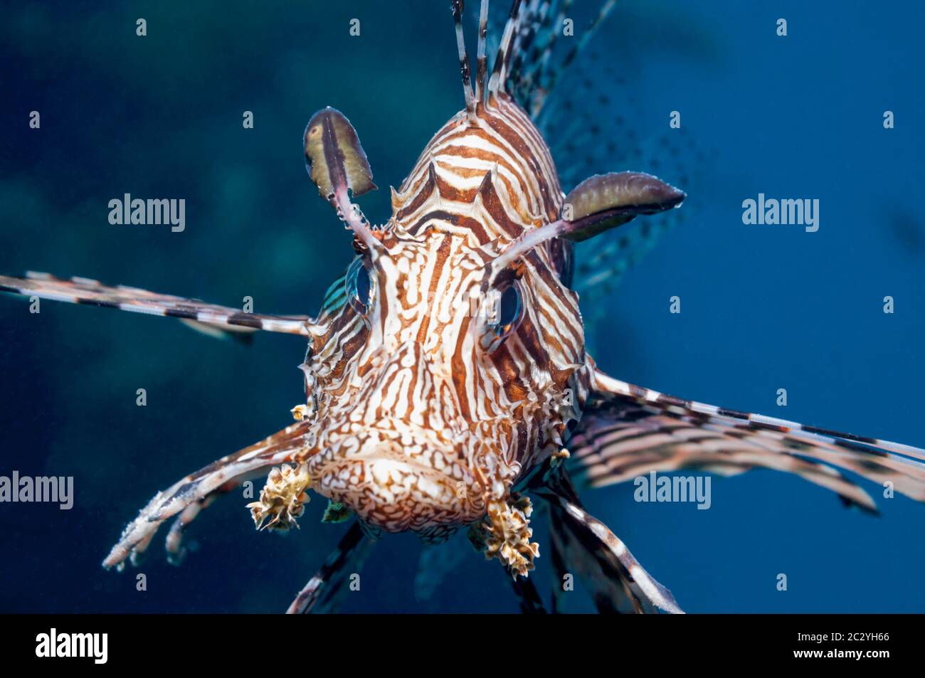 Indo pacific common lionfish hi-res stock photography and images - Alamy