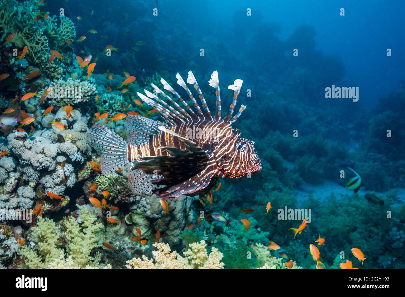 Indian lionfish hi-res stock photography and images - Alamy