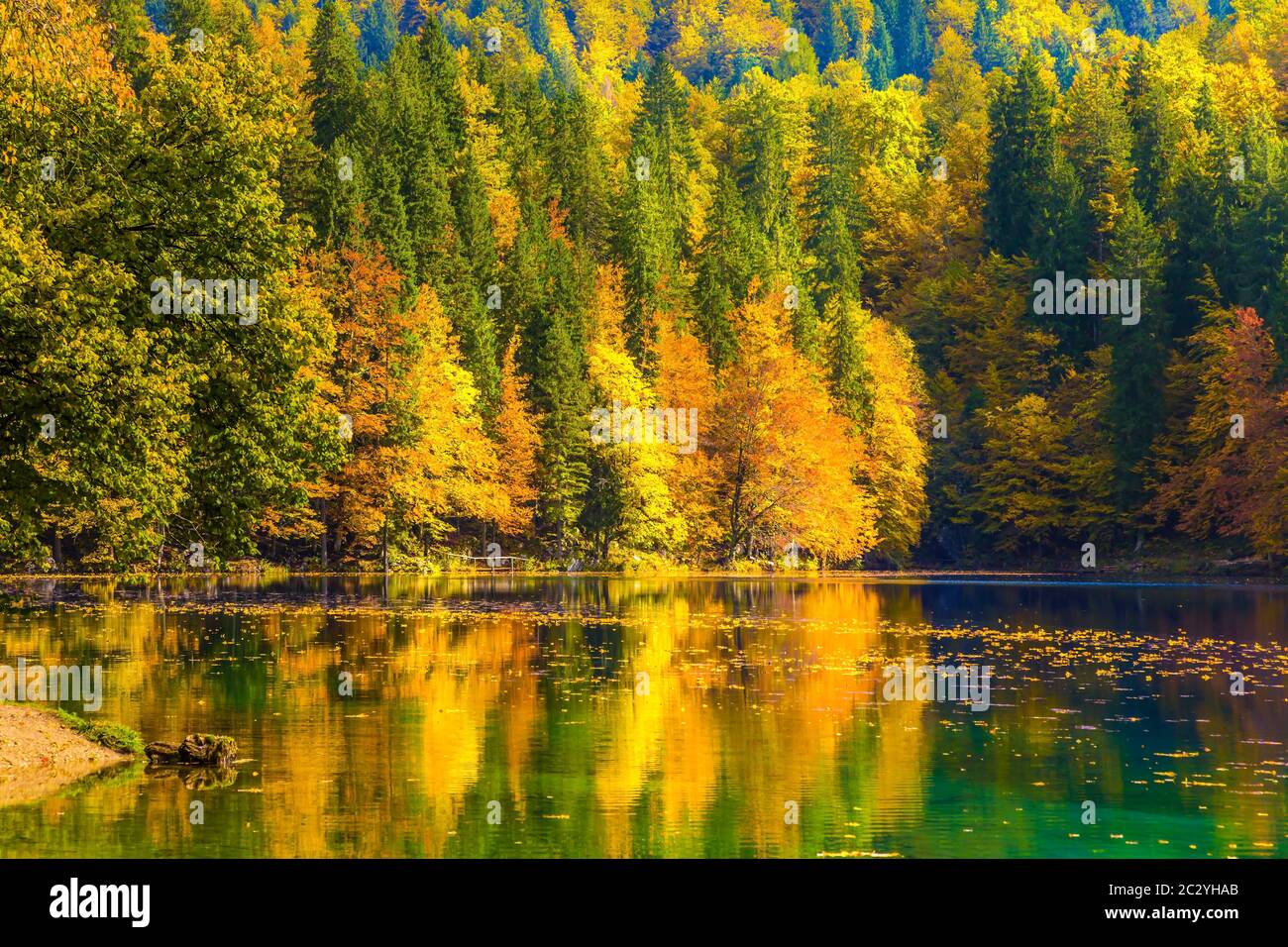 Beautiful forests hi-res stock photography and images - Alamy
