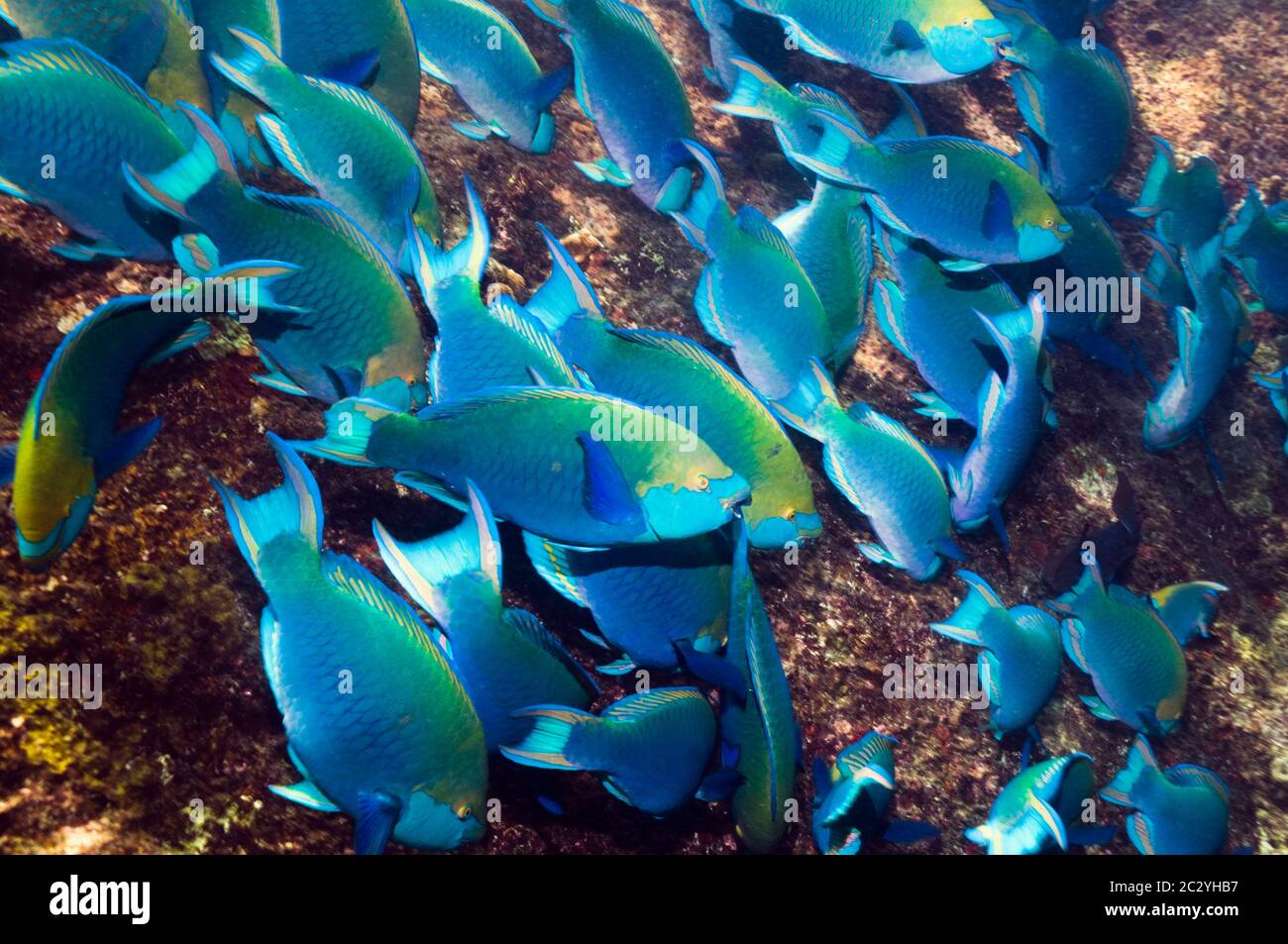 Blue faced parrotfish hi-res stock photography and images - Alamy