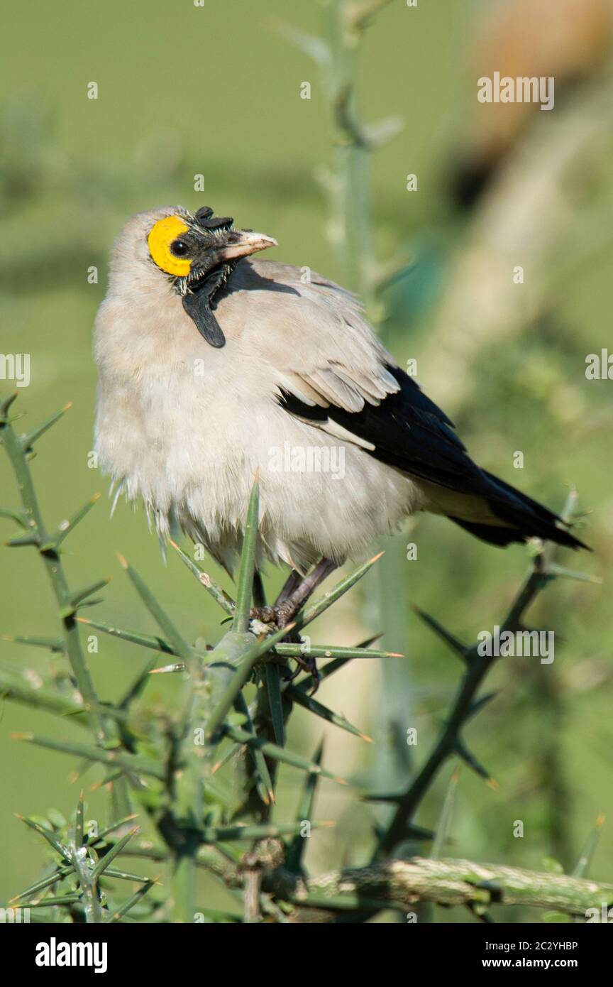 Wattled starling (Creatophora cinerea) perching on branch, Ngorongoro ...