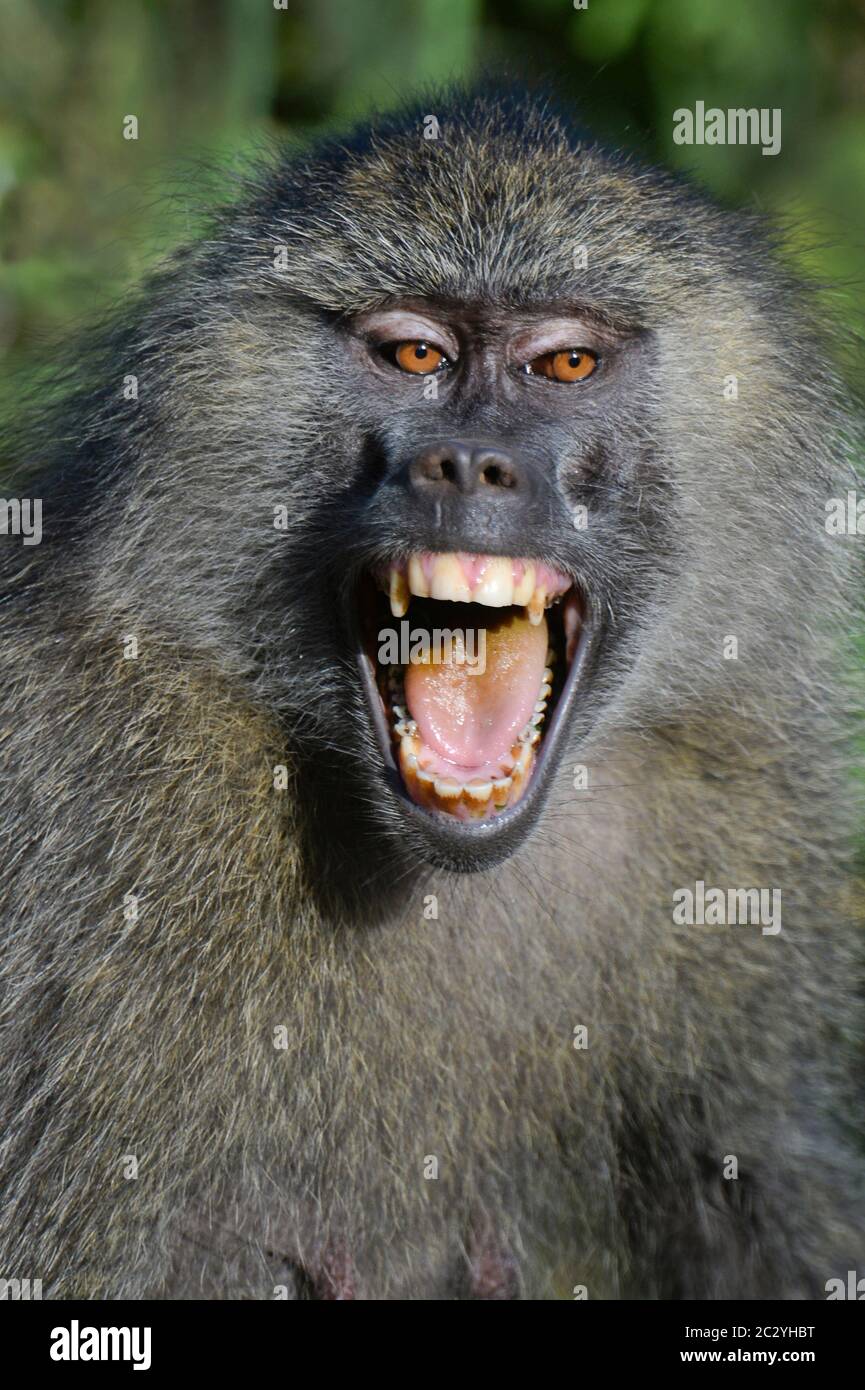 African Baboons Teeth
