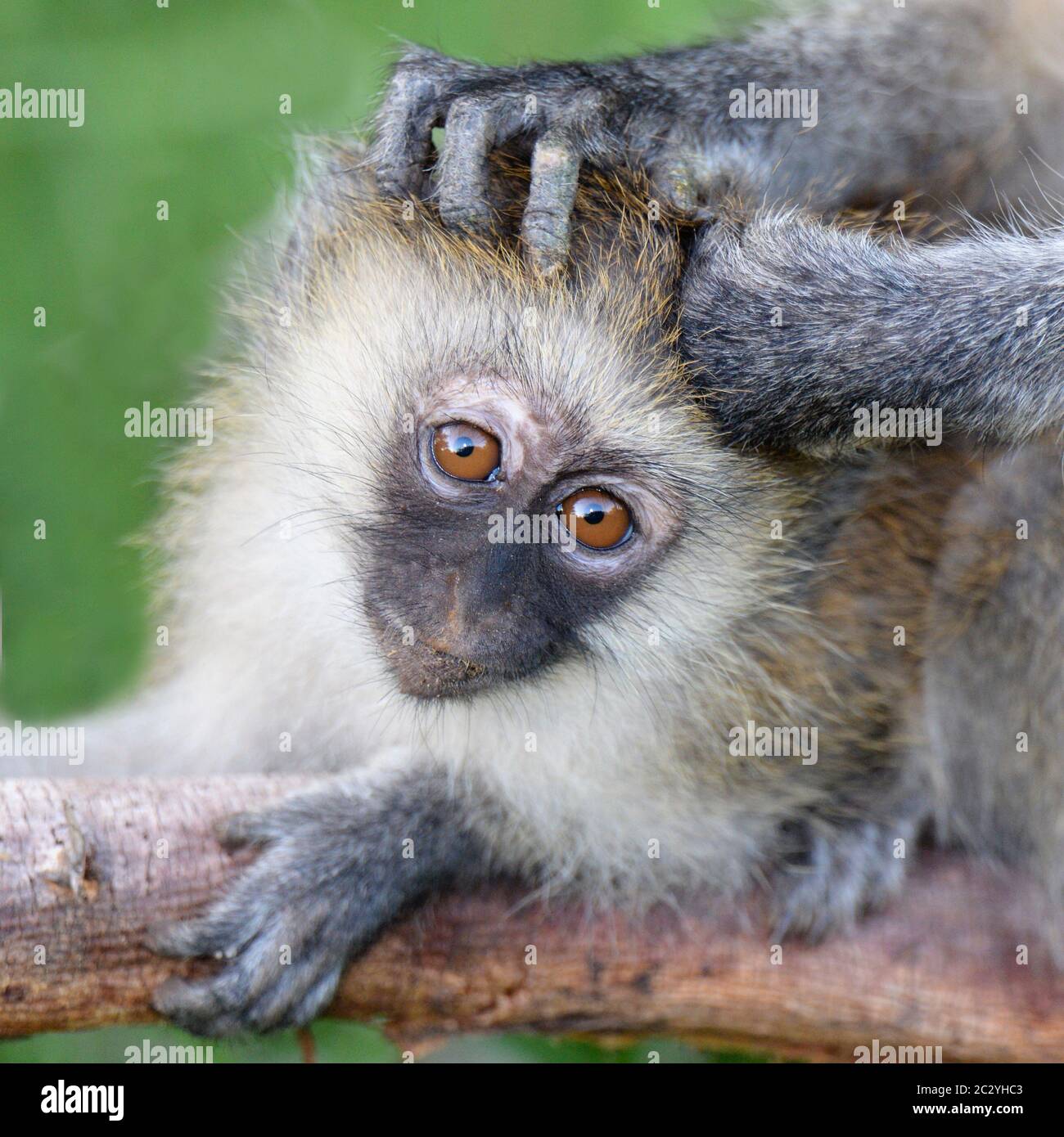 Monkey behavior hi-res stock photography and images - Alamy