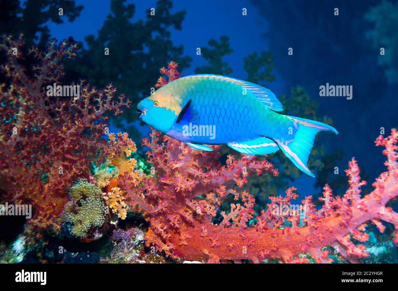 Parrotfish scarus sp hi-res stock photography and images - Alamy