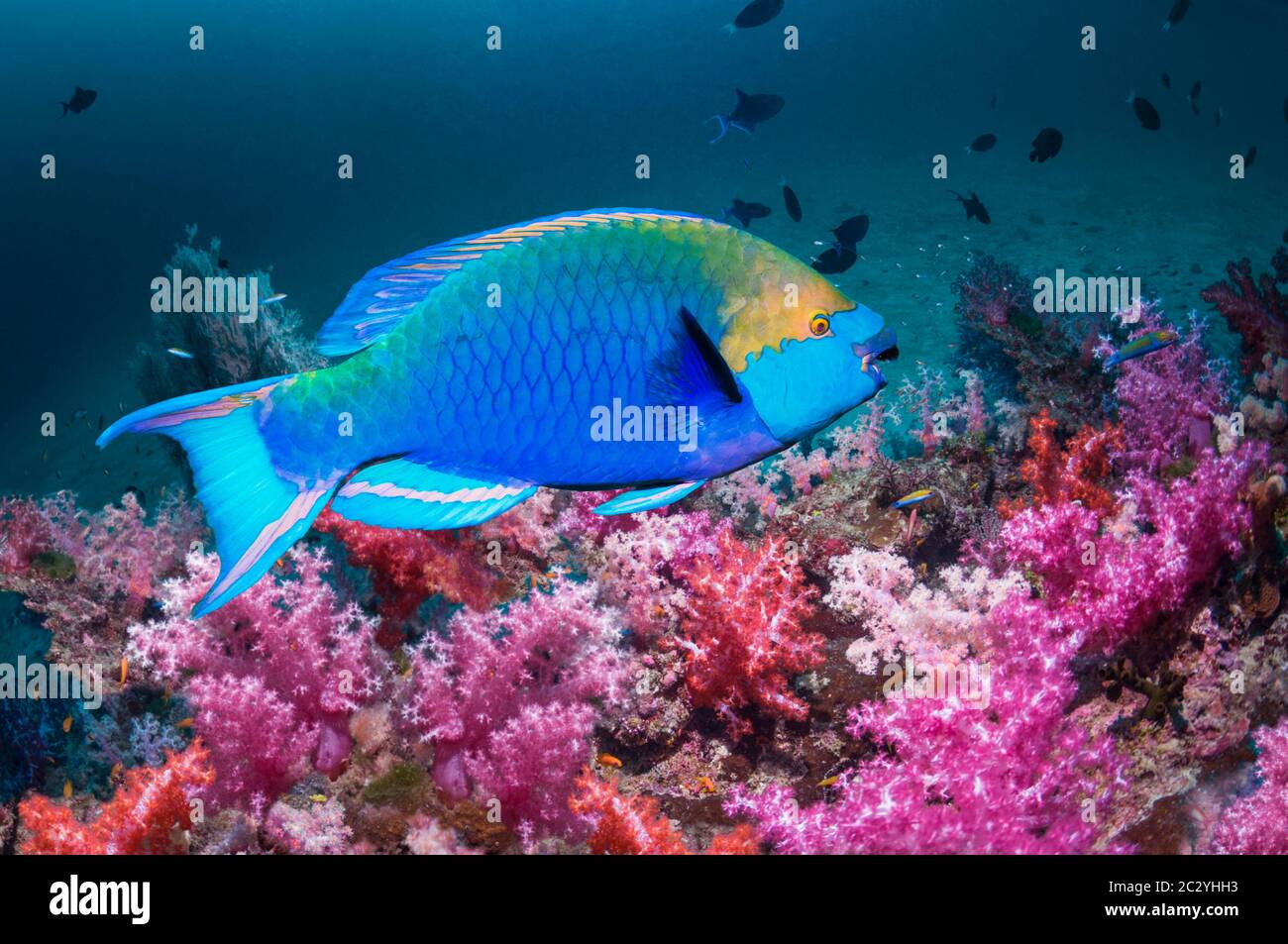 Parrotfish coral hi-res stock photography and images - Alamy
