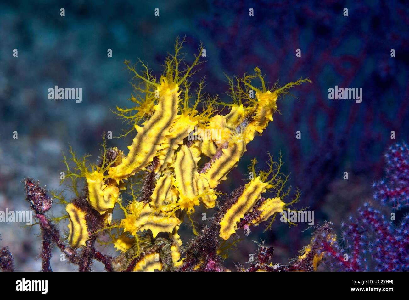 Yellow sea cucumbers [Colochirus robustus] feeding in current. Triton ...