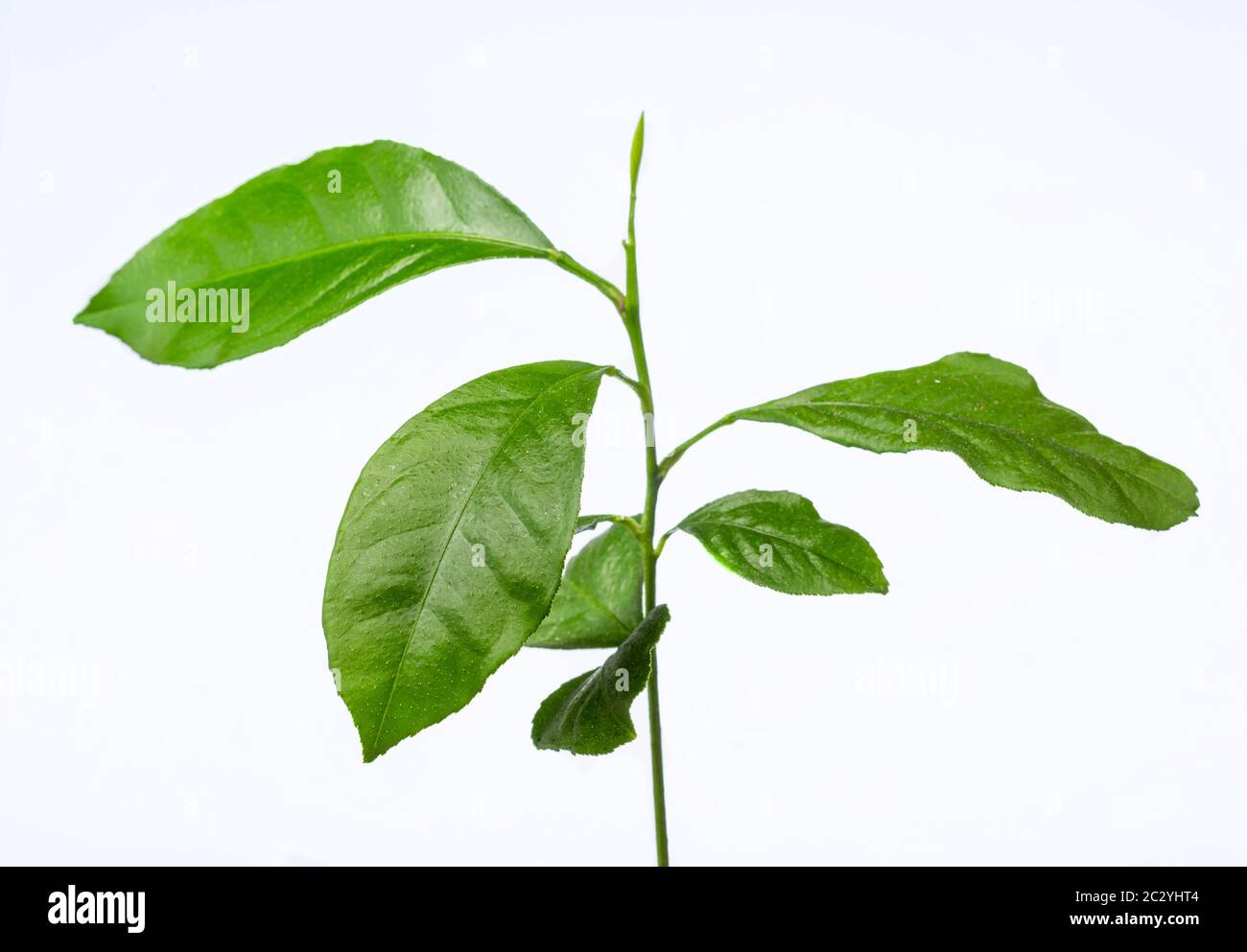 Young lemon tree pot hi-res stock photography and images - Alamy