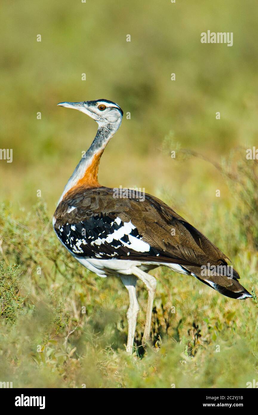 Portrait of Denhams bustard (Neotis denhami) standing outdoors ...