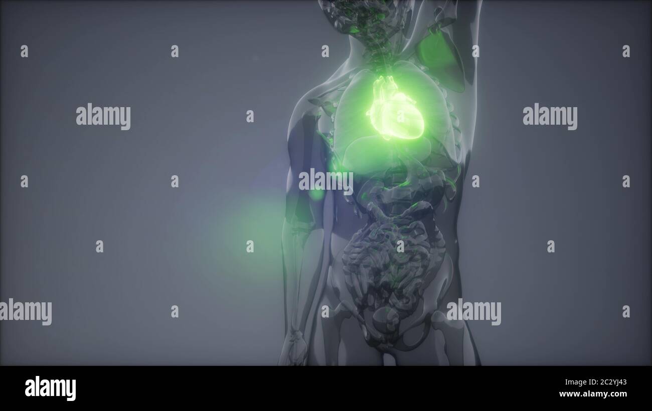 Human Heart Radiology Exam Stock Photo - Alamy