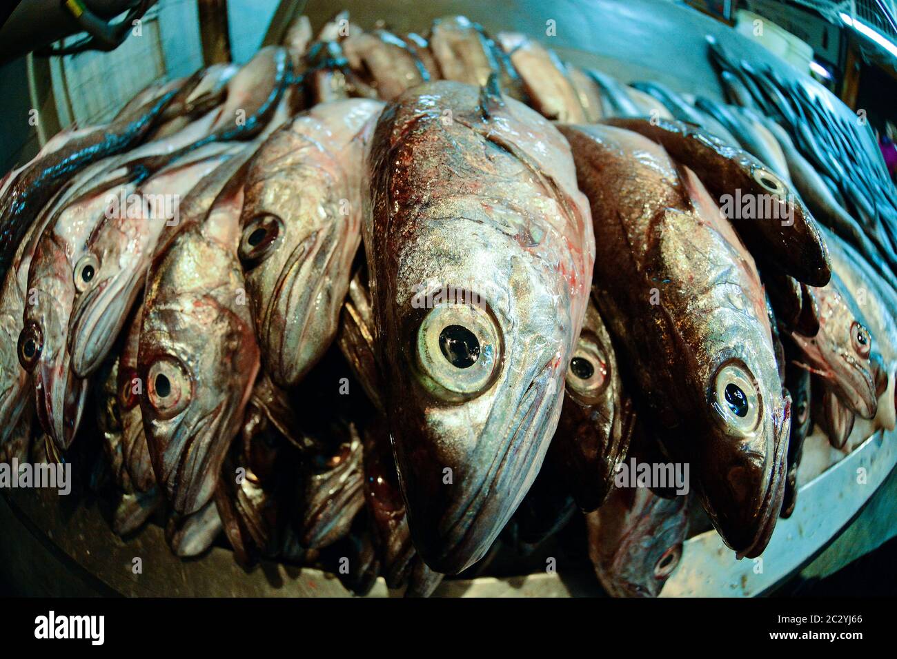 Heap of dead fish at fish market, Punta Arenas, Patagonia, Chile, South ...
