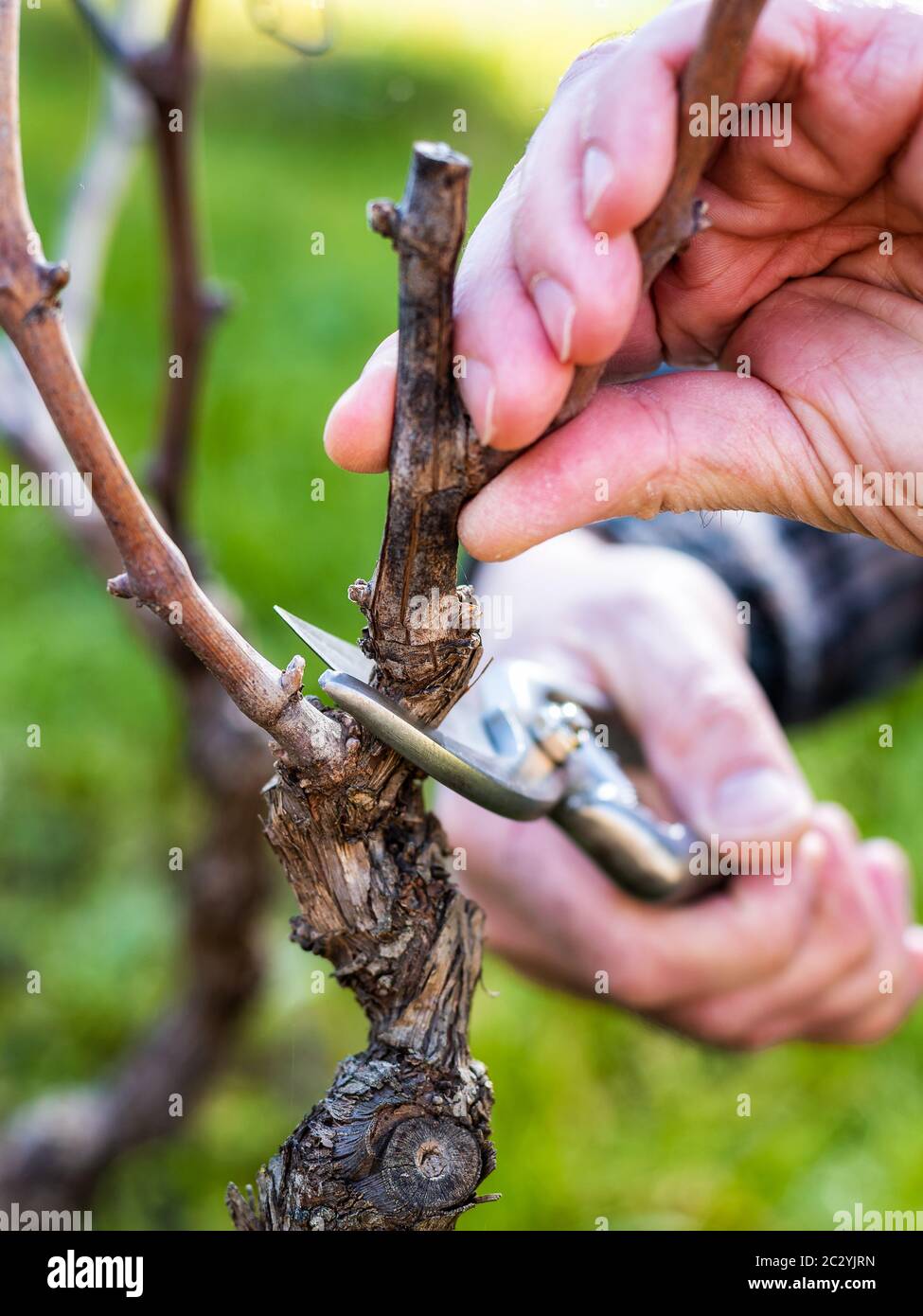 Close-up of a winegrower hand. Prune the vineyard with professional ...