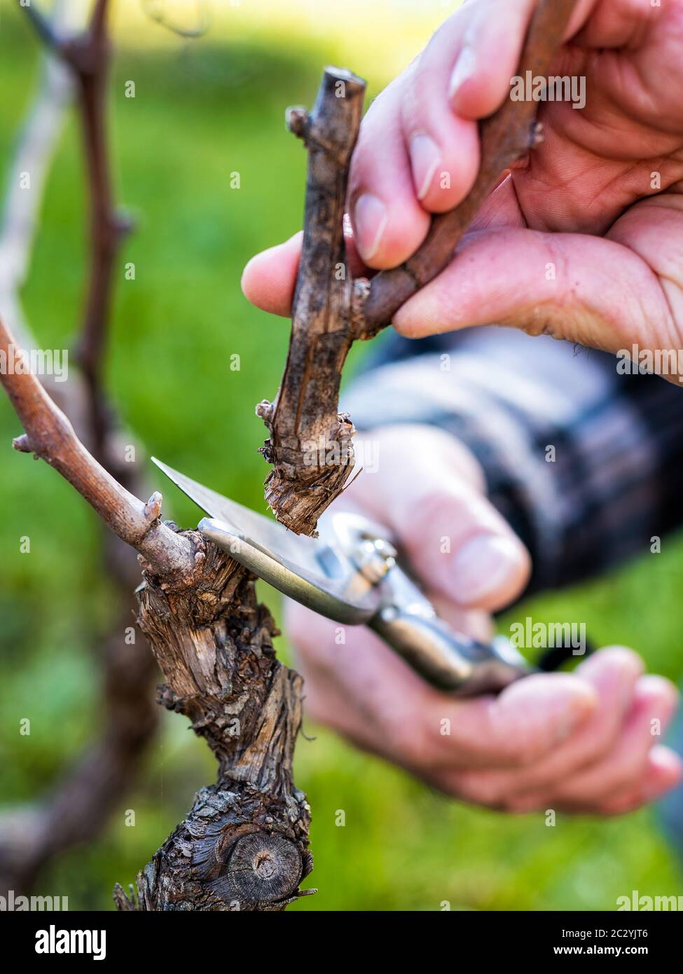 Close-up of a winegrower hand. Prune the vineyard with professional ...