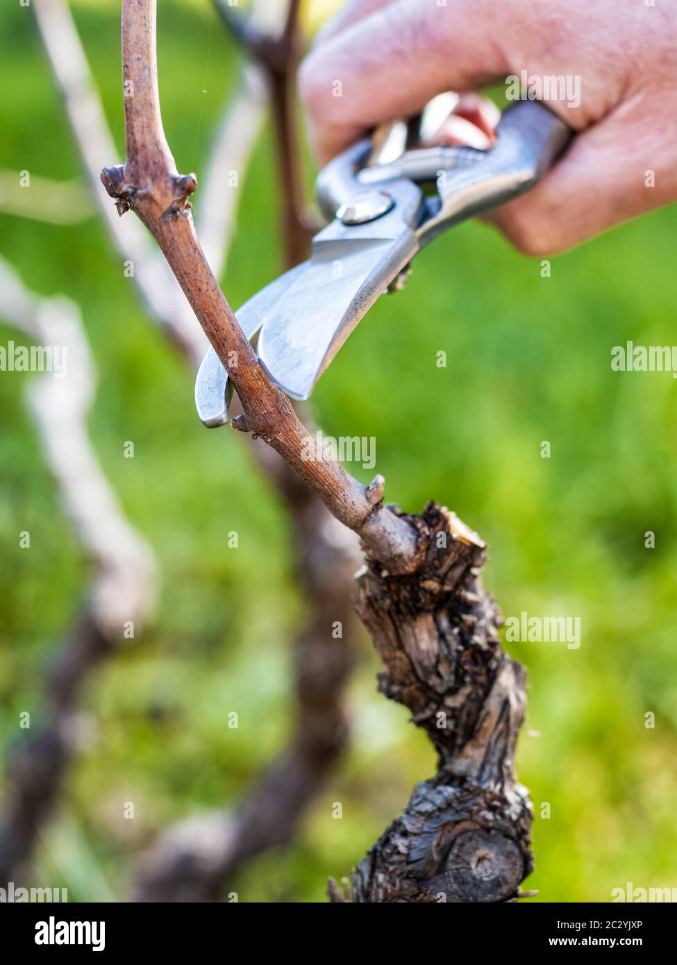 Close-up of a winegrower hand. Prune the vineyard with professional ...