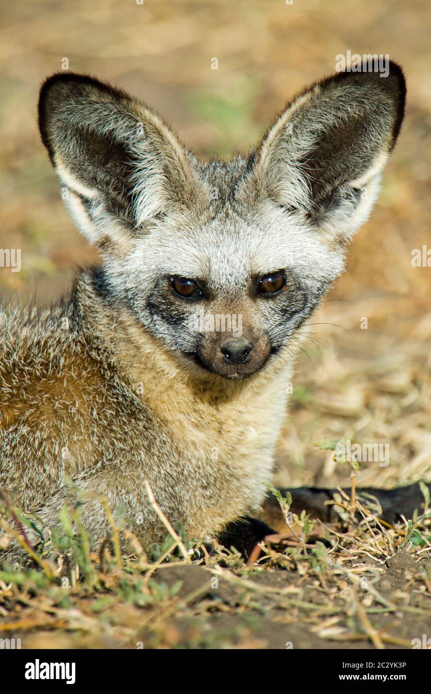 Close up portrait of bat-eared fox (Otocyon megalotis), Ngorongoro ...