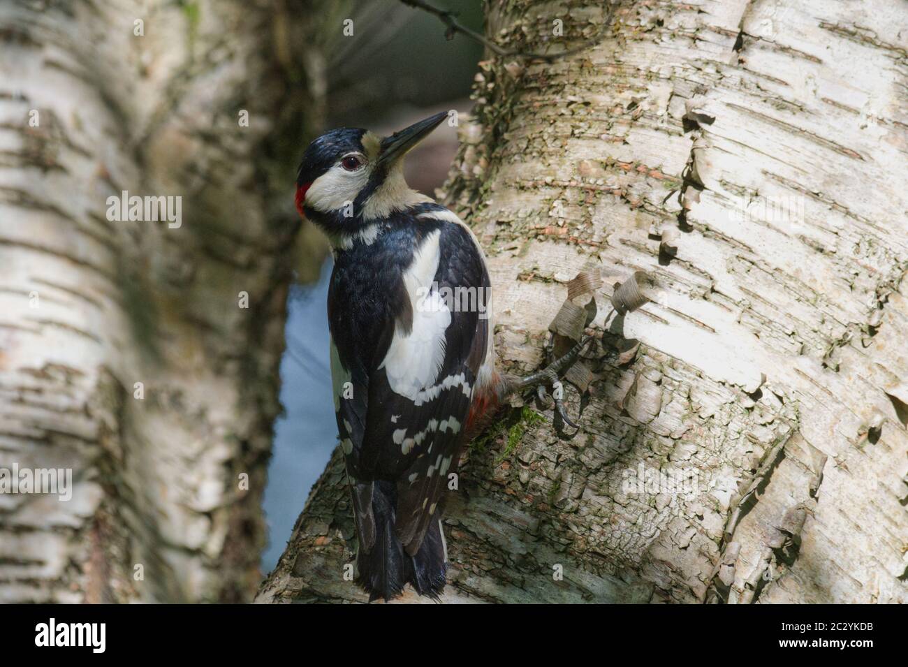 Great Spotted Woodpecker Stock Photo - Alamy