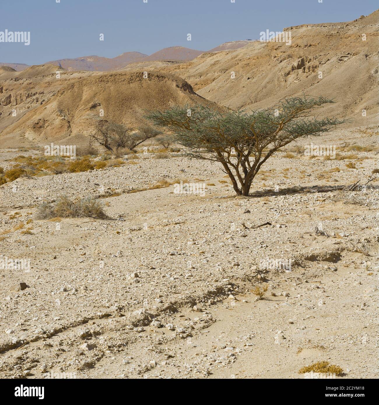 Life in a lifeless desert Stock Photo - Alamy