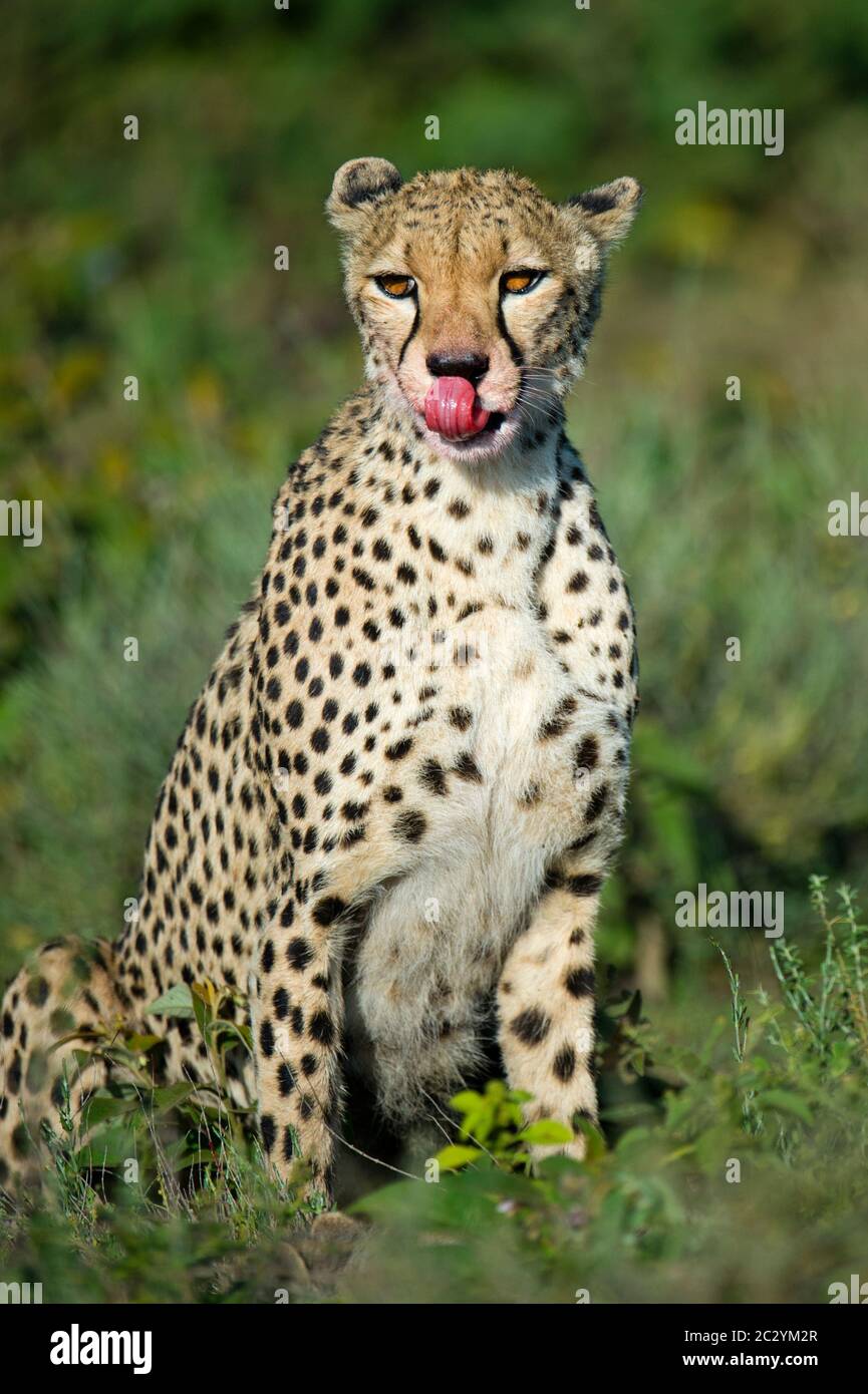 Cheetah tongue hi-res stock photography and images - Alamy