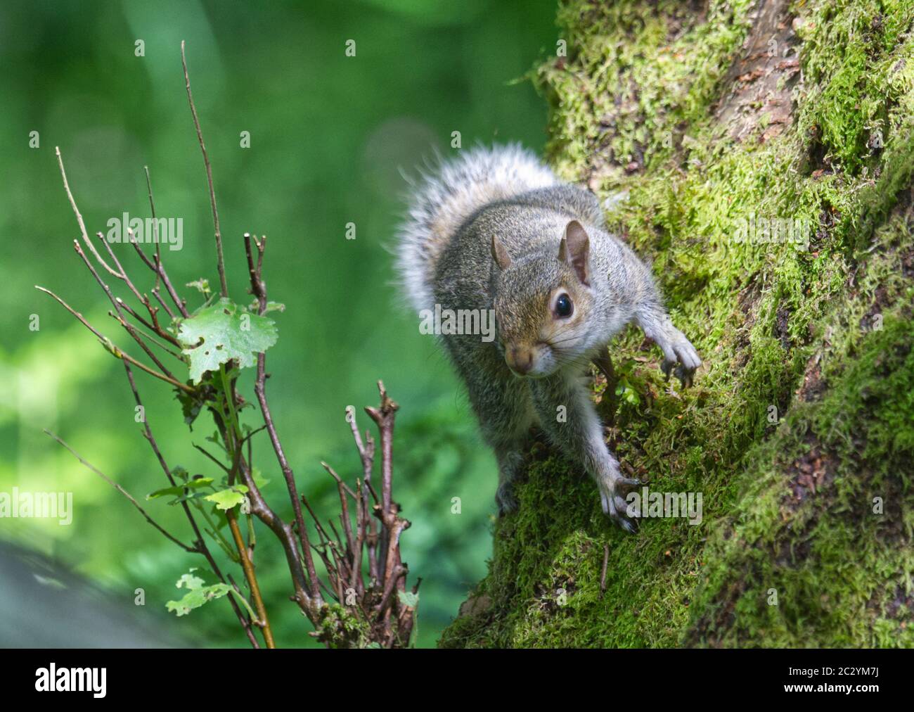 Eastern gray squirrel Stock Photo - Alamy