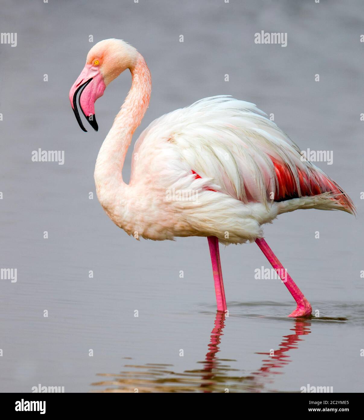 Flamingo walking in water, Namibia, Africa Stock Photo - Alamy